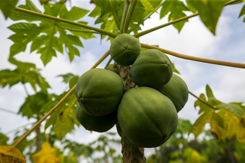 Mosca-da-carambola: Adaf alerta que mamão entrou na lista de frutos com ...