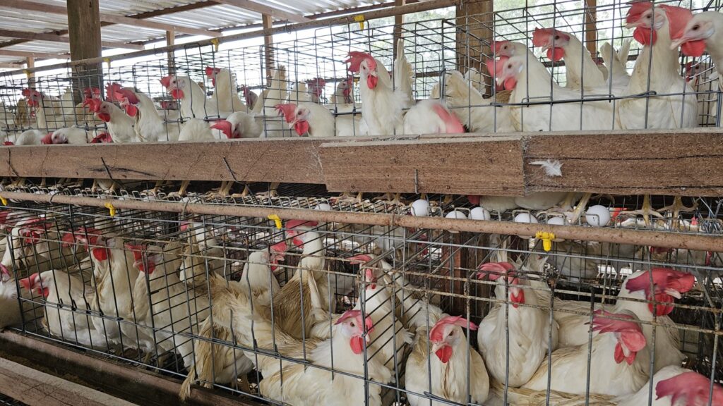 Portaria da Adaf regulamenta comércio de aves vivas no Amazonas - ADAF